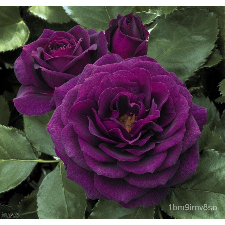 China Rose Seedlings Ocean Waves Chinese Rose Fragrant Flowers Chinese ...