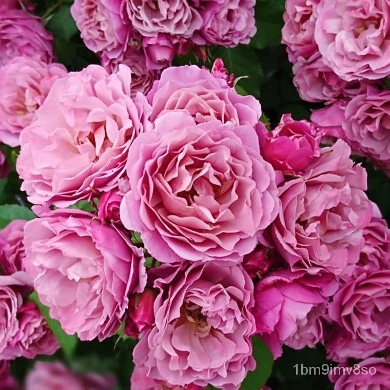 Sunflower China Rose Seedling Shrub Balcony Four Seasons Potted Rose ...