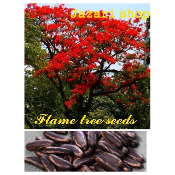 Flame tree/ Fire tree ( 10 seeds ) | Shopee Philippines