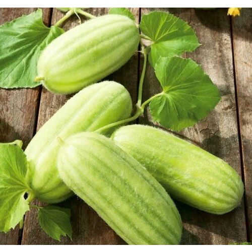 50pcs Seeds Cucamelon Rare Cross Cucumber&Melon Vegetable Pickling ...