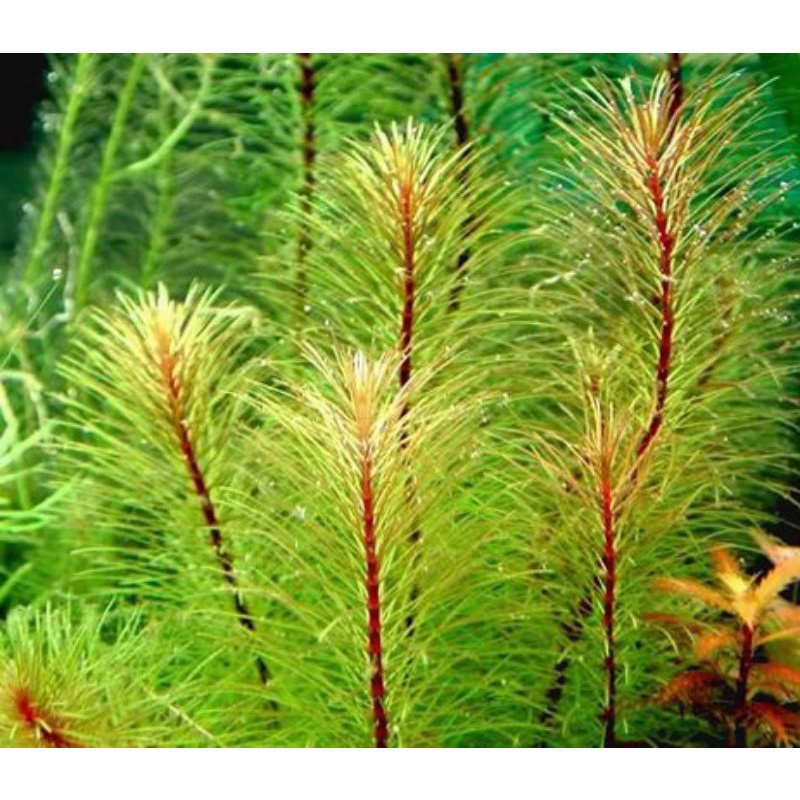 rotala vietnam 5 stems( emerged form) aquatic plant for aquarium ...
