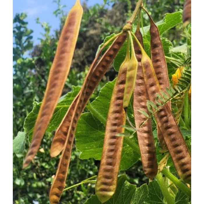 Ipil-ipil seeds for planting (70SEEDS) new harvest | Shopee Philippines
