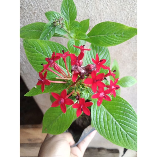 Cluster Red Flower seed ling in poly bag | Shopee Philippines