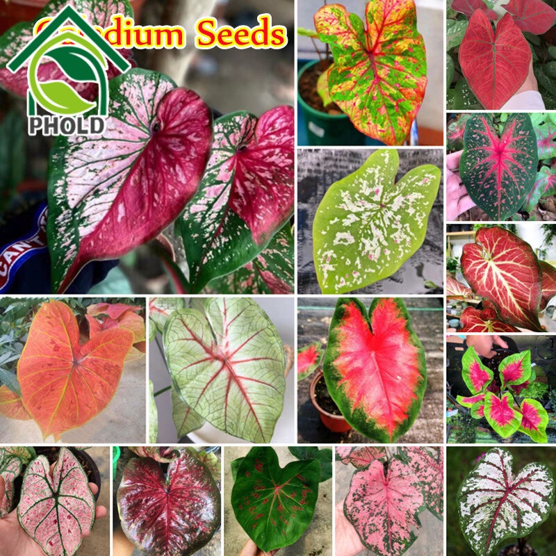 15 Colors Caladium Seeds for Planting (20 Seeds) Hydroponic Plants ...