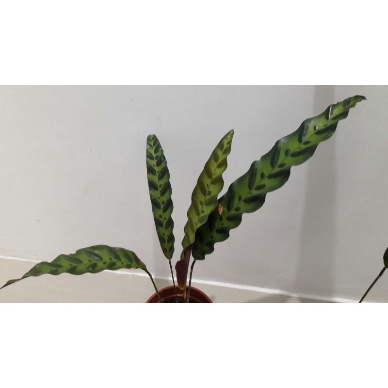 Calathea lancifolia / Rattlesnake calathea / Goeppertia insignis ...