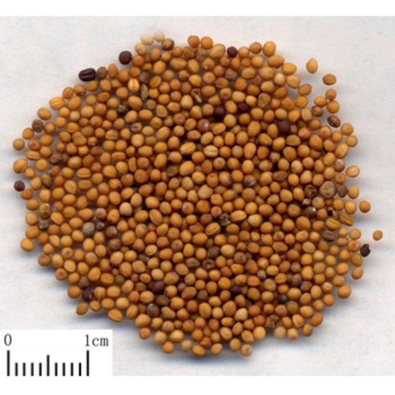 300 G GR GRAM BAI JIE ZI SEMEN SINAPIS ALBAE WHITE MUSTARD SEED SEEDS ...