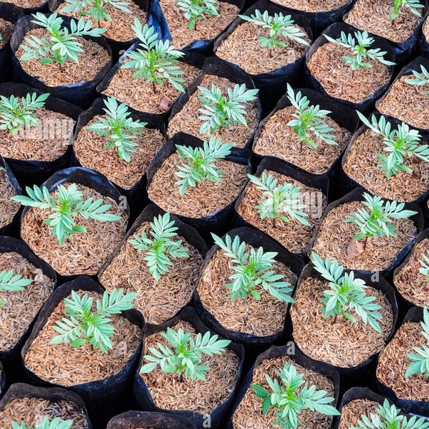 Ipa ng Palay Rice Hull 48 Liters Per Sack | Fresh Rice Husk per ...