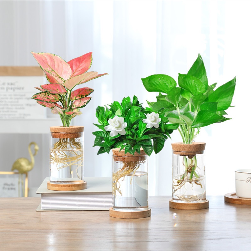 Hilife Nordic Minimalist Transparent Hydroponic Plant Flower Vases Wood ...