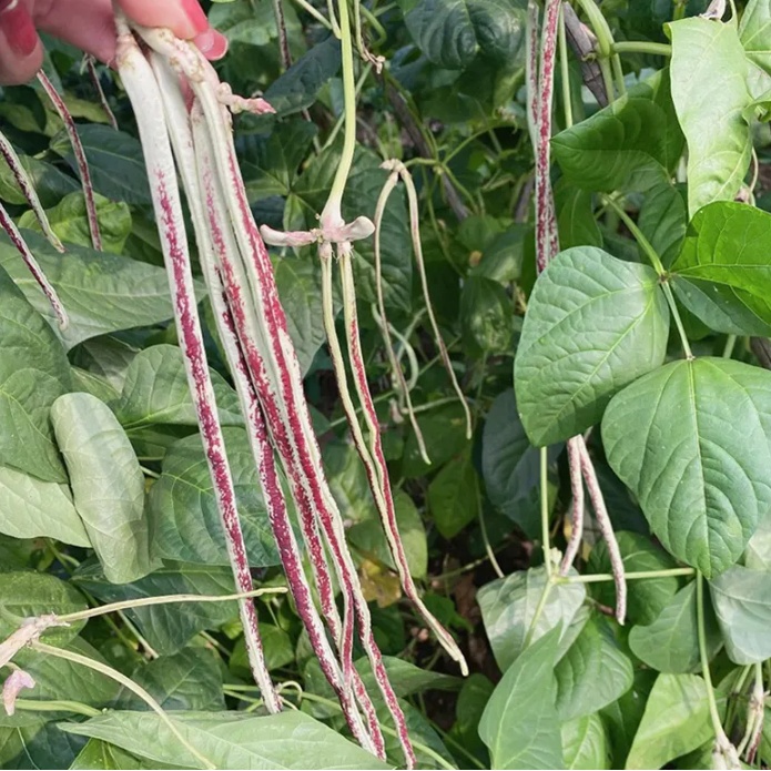 Hybrid Leopard Cowpea Long Beans Sitao Vegetable Seeds ( 50 seeds ) - Basic Farm House | Shopee ...