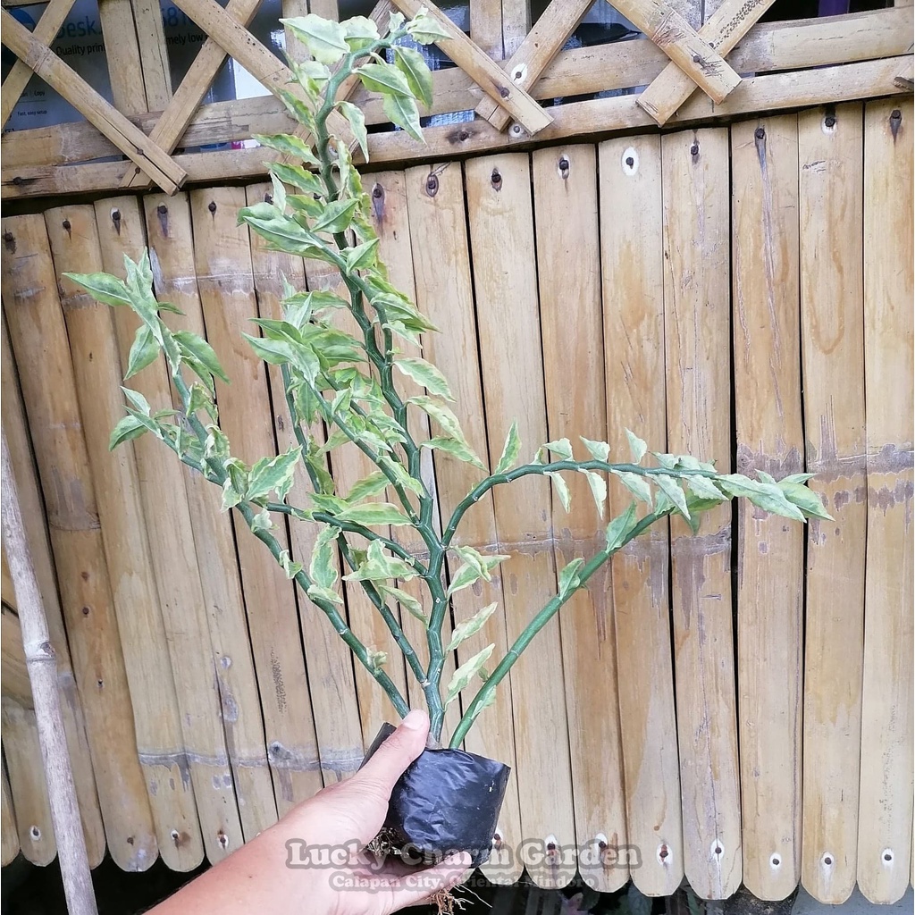 Zigzag plant or Devil's backbone (lush, roots and soil intact) 3 ...