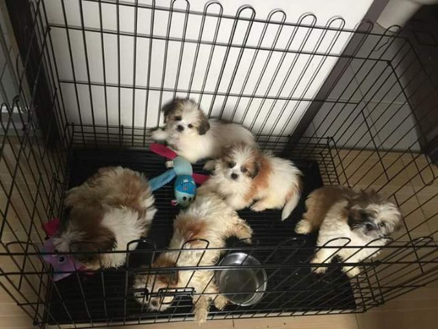 CRIB TYPE CAGE HIGH QUALITY | Shopee Philippines