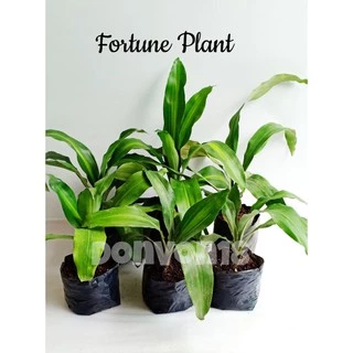 fortuneplant - Best Prices and Online Promos - Jun 2024 | Shopee ...