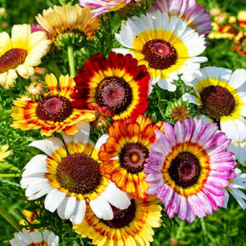 Painted Daisy Flower Seeds High Germination | Shopee Philippines