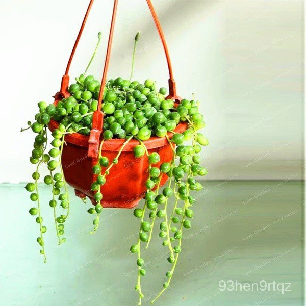 Readay stock 50PCS Succulents Seeds Pearl Chlorophytum Bonsai Hanging ...