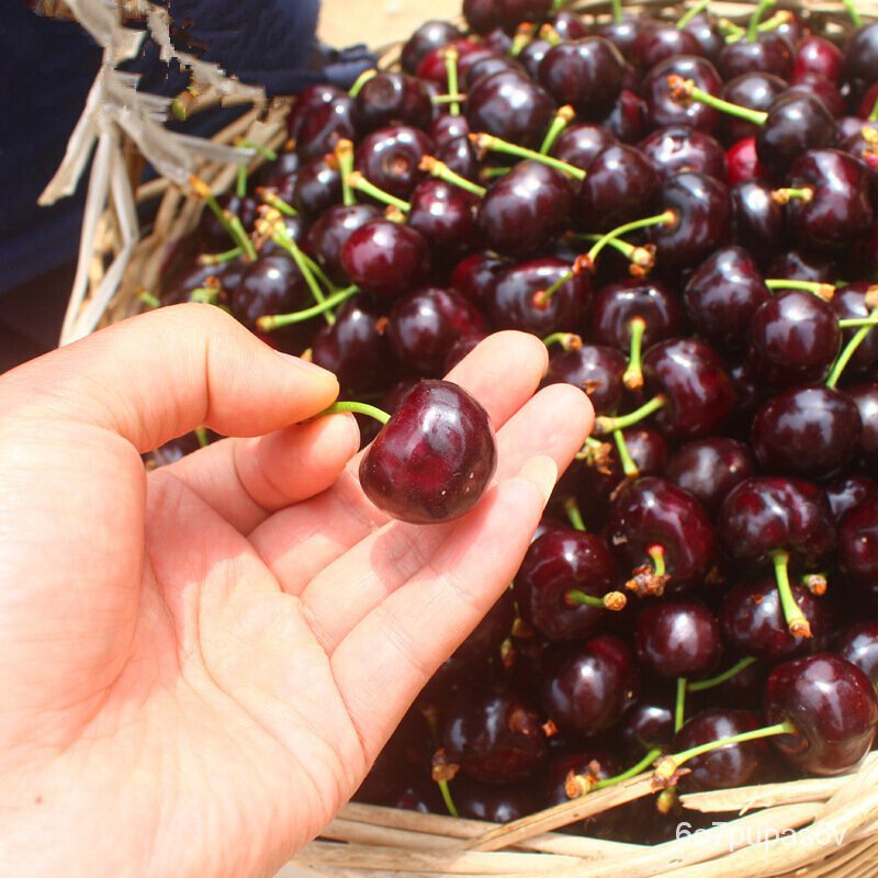 Cherry Sapling Cherry Tree Bear Fruit In Current Year Planting Large ...