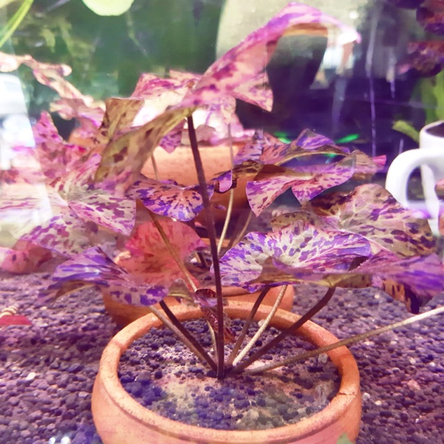 Red Lotus Tiger Tree | Shopee Philippines