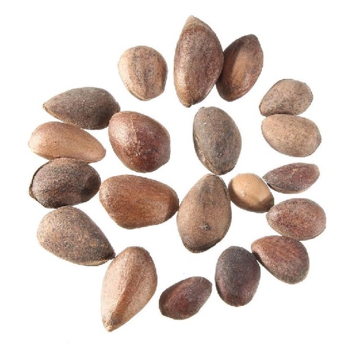 Benguet Pine Tree SEEDS (5 pcs / 10 pcs / 25 pcs) | Shopee Philippines