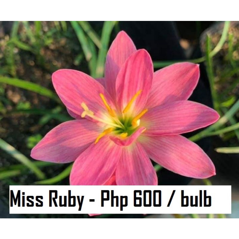 Rain Lily bulb, MISS RUBY (double petal) | Shopee Philippines