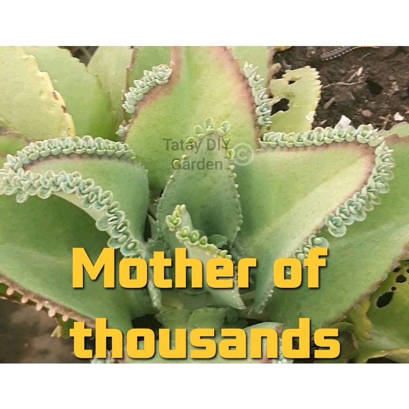 KATAKATAKA - MOTHER OF MILLIONS || MOTHER OF THOUSANDS LIVE HALAMAN ...