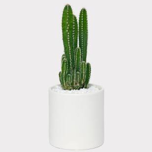 Cactus COD Live Faries Castle Cactus Plant | Shopee Philippines