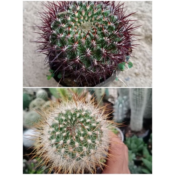 Rebutia Mentosa (black & white & red vagina cactus)(good for garden ...