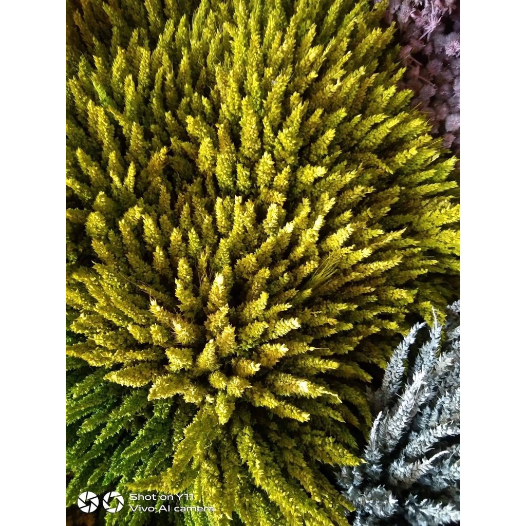 Trigo grass per bundle (₱40 per bundle) | Shopee Philippines