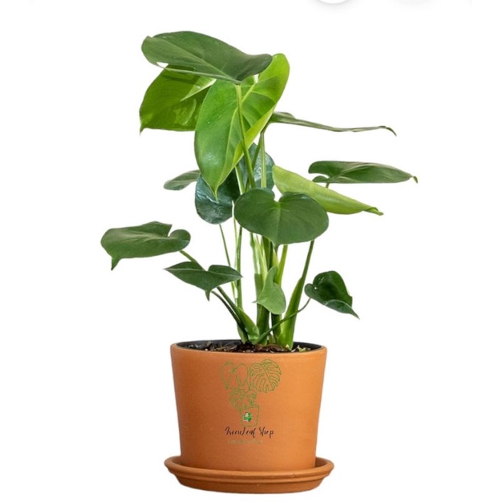Monstera Delicisiosa/Rare(Buhay po) | Shopee Philippines