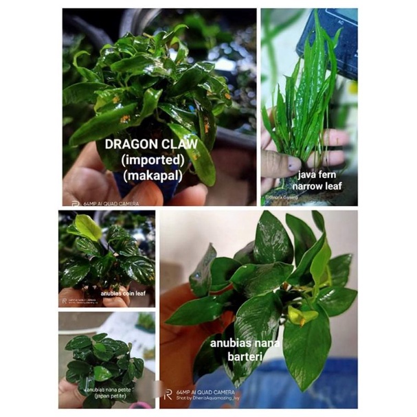anubias & java fern aquatic plants | Shopee Philippines