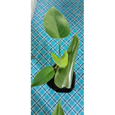 Philo's Green Emerald (established) | Shopee Philippines