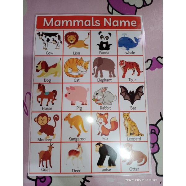 animals educational poster chart Lamniated learning material | Shopee ...