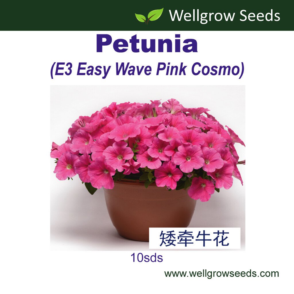 Seeds : Petunia E3 Easy Wave Pink Cosmo (10sds) Petunias：E3 Light Wave ...