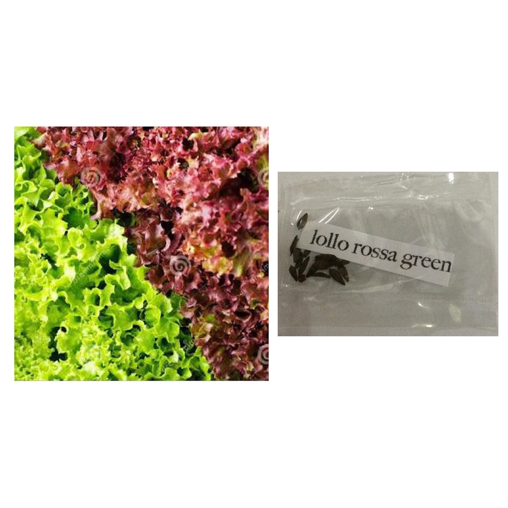 Lollo rossa rosso green red looseleaf lettuce seeds salad | Shopee ...