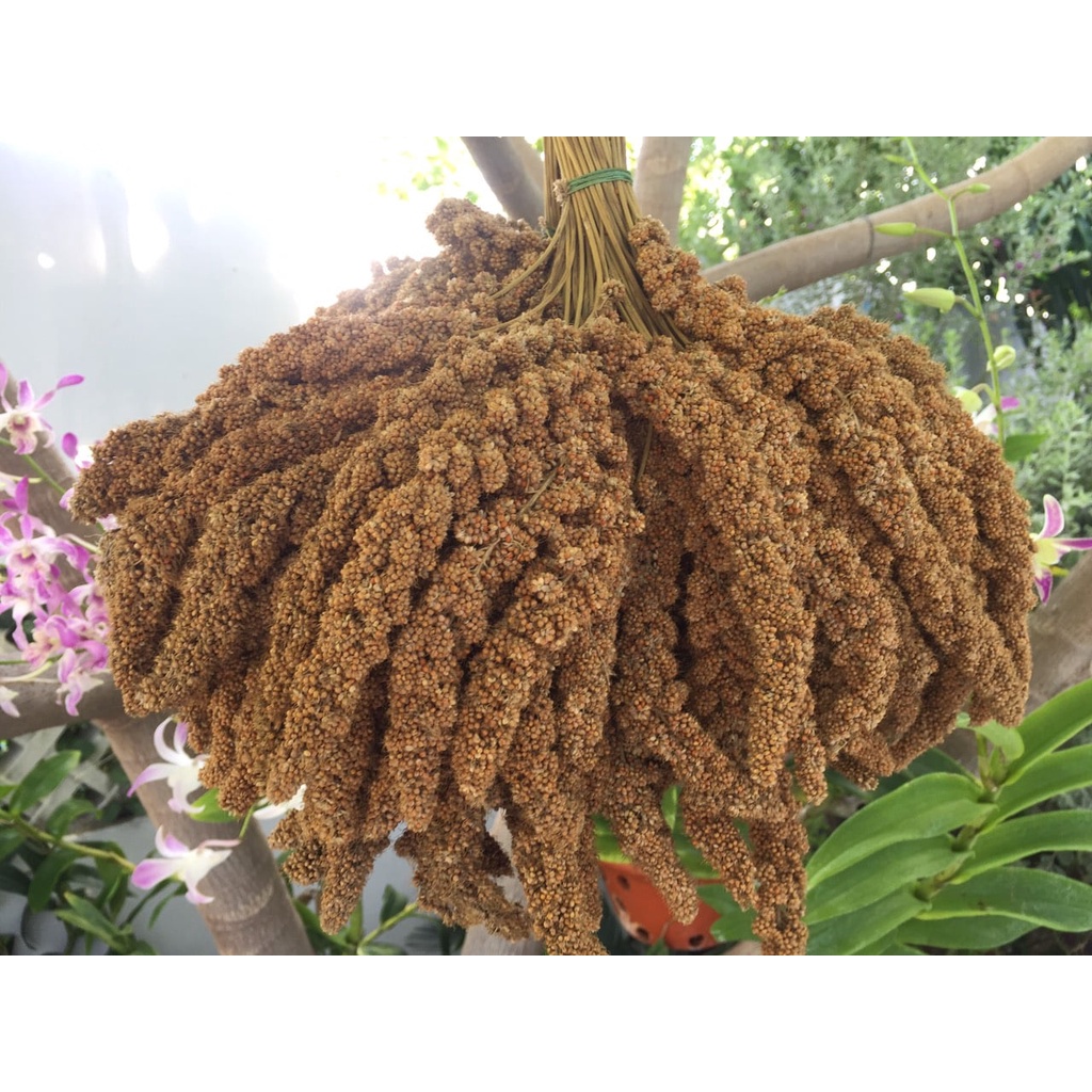 1kg of Tien giang millet for finch, manh manh, 7 colors, budgies ...