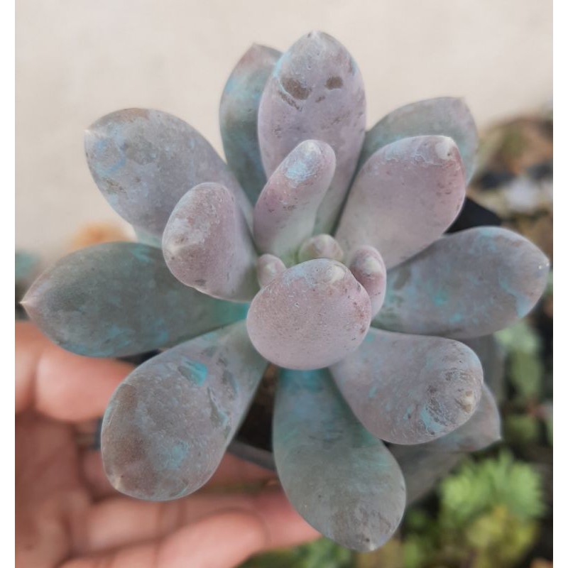 PACHYPHYTUM OVIFERUM MOONSTONE (KOREAN SUC UNCOMMON) | Shopee Philippines