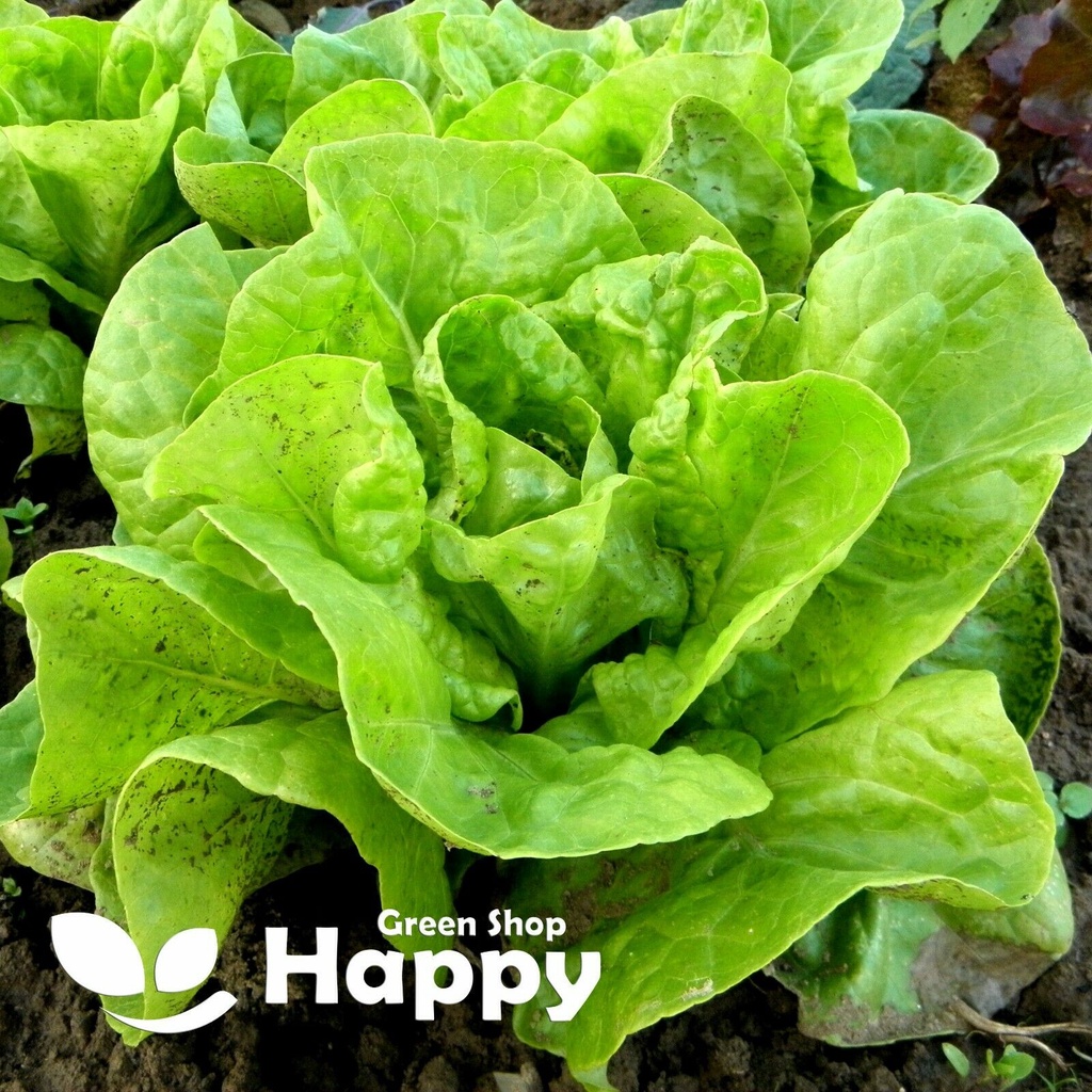 20PCS VEGETABLE - LETTUCE - SEEDS - MAY QUEEN - Butterhead lettuce ...