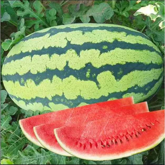 Promo Sale Red Sweet King Long Watermelon Seeds ( 30 seeds ) - Basic ...