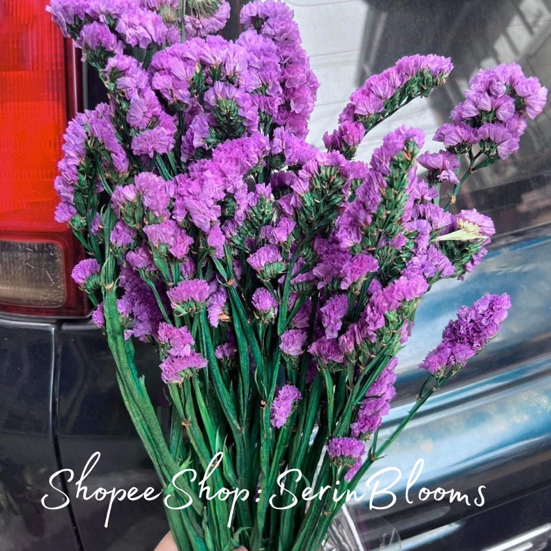 Preserved dried Statice sold per bundle (will last year's) | Shopee ...