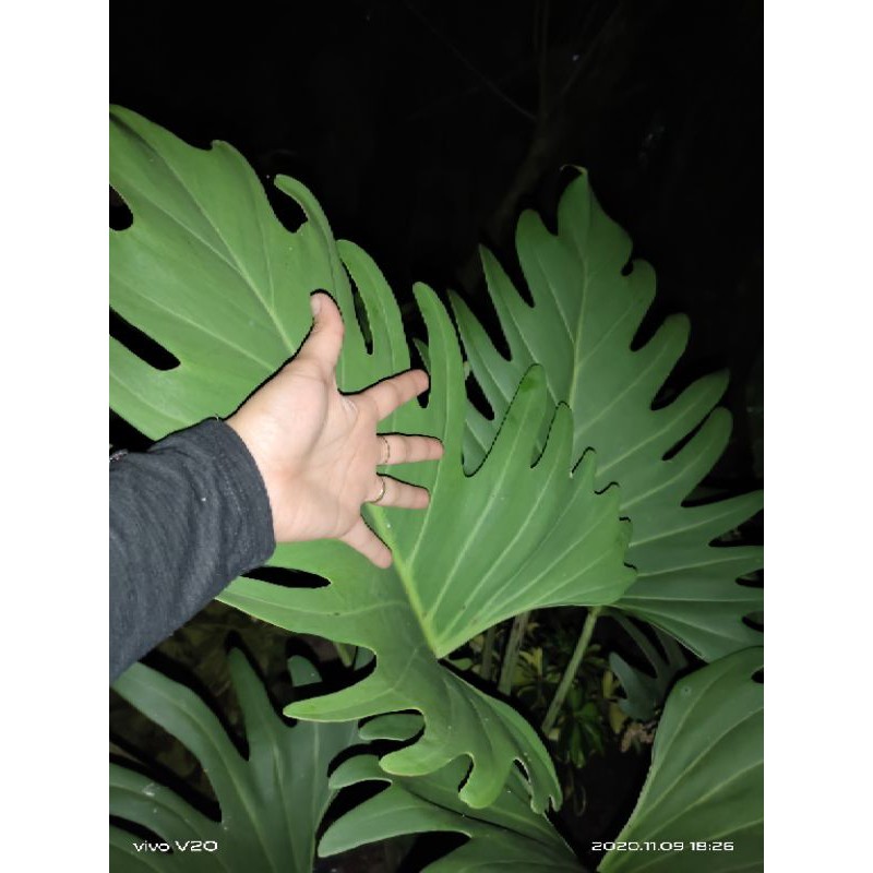 Philodendron pinnatifidum 'Olympiad' 4-5 leaves | Shopee Philippines