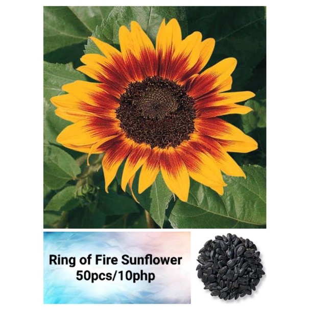 Sunflower "Ring of Fire" Seeds (50pcs) | Shopee Philippines