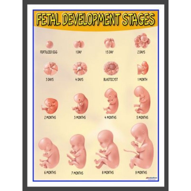 Fetal Development Chart Fetal Development Stages And Baby Growth