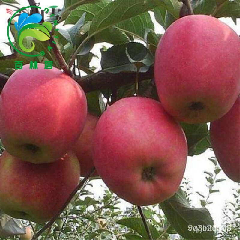 Apple Sapling Pot Field Cultivation Bear Fruit in Current Year South ...