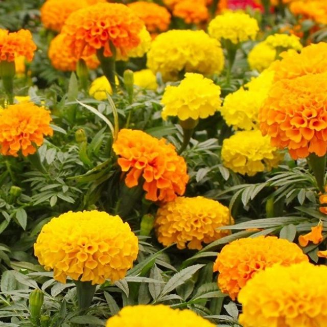 Marigold Assorted color Yellow Orange Multi Variety Home Garden Flower ...