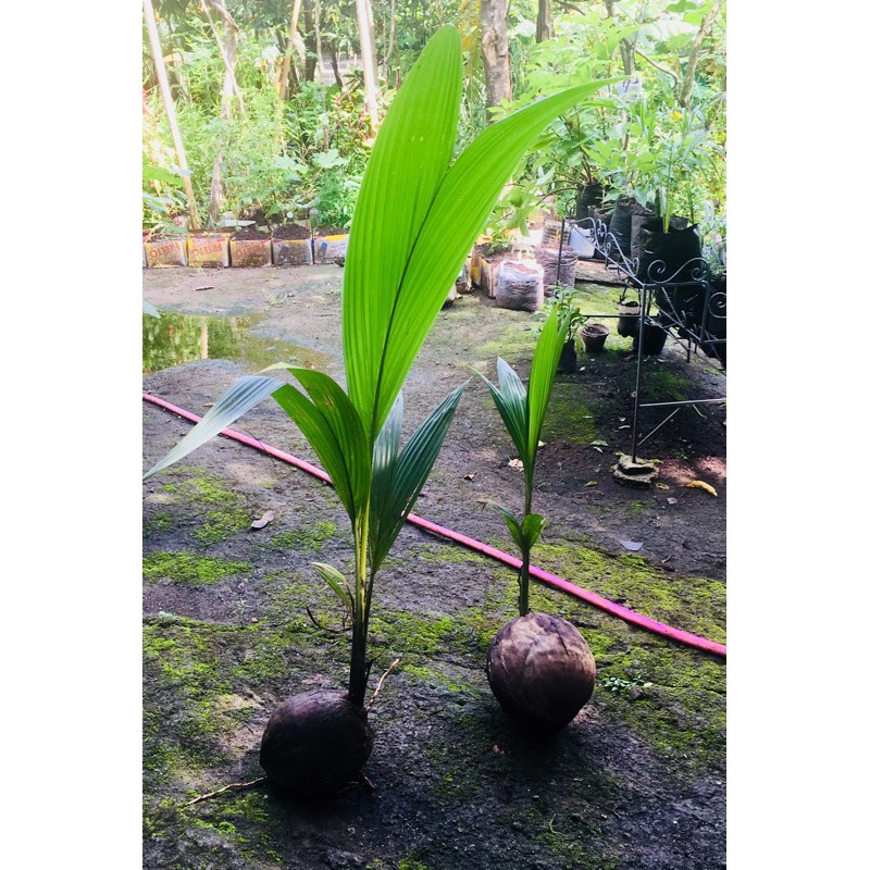 Coconut Tree Seedlings 5ft - medium size / ships within metro Manila ...