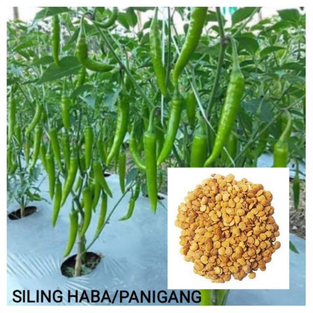 SILING HABA SEEDS - RAMGO | Shopee Philippines