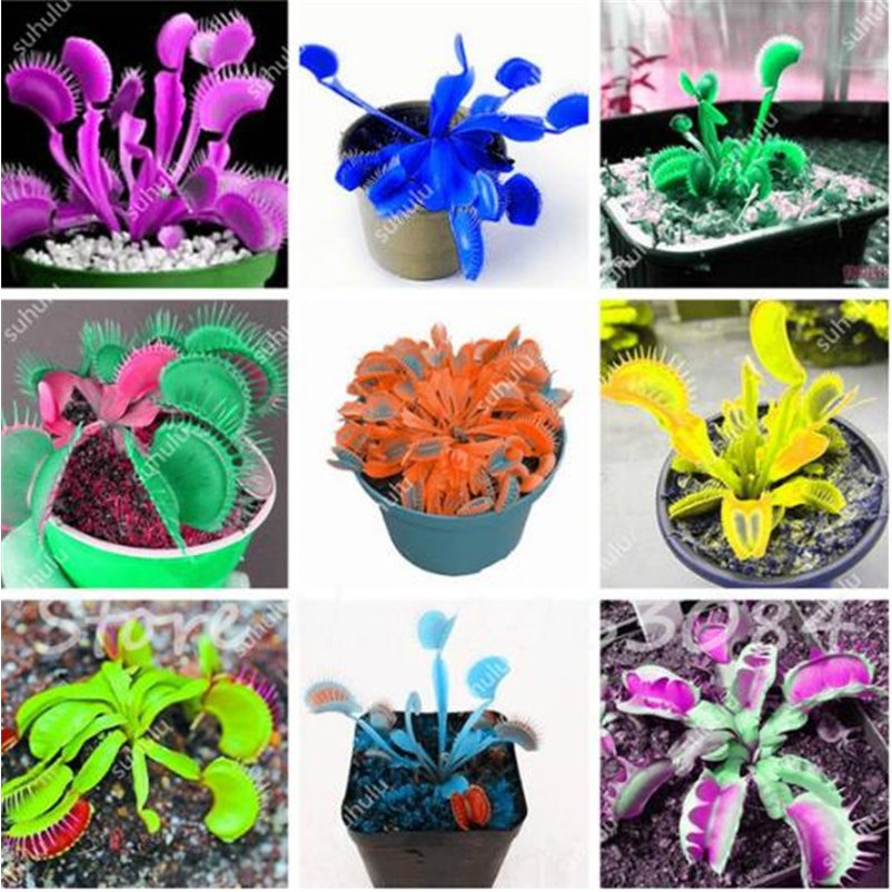 10 Pcs Insectivorous Plant Seeds Venus Flytrap Seeds, Mixed Color ...
