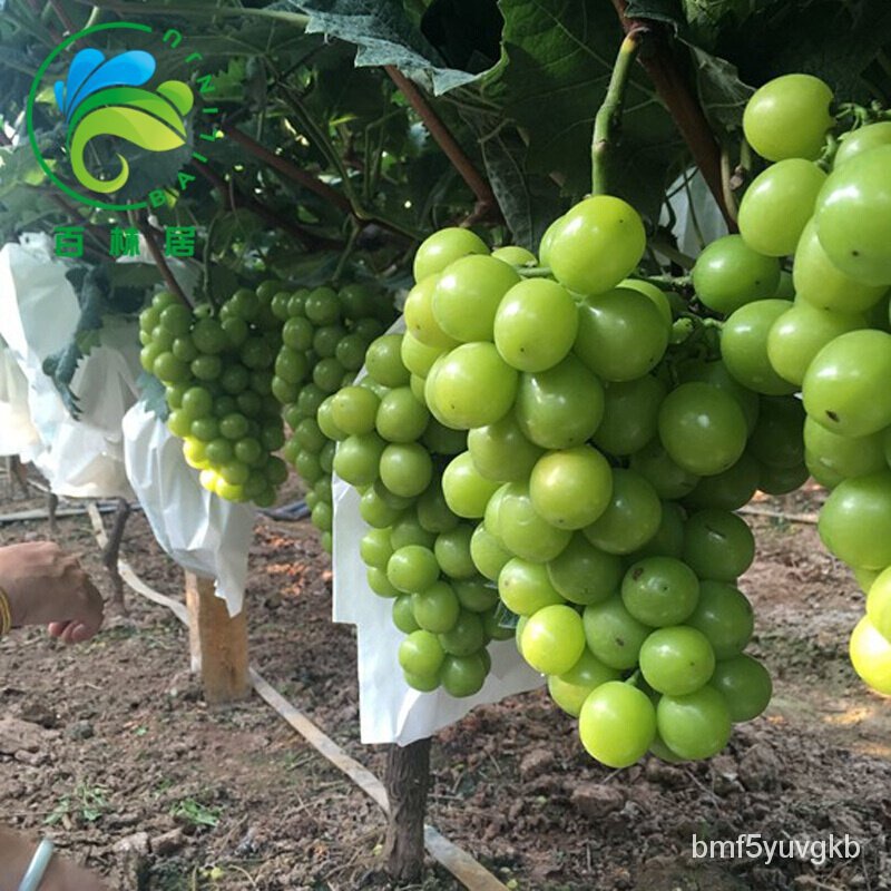 New varieties of japanese xiangyaowang grape seedlings Sunshine rose ...