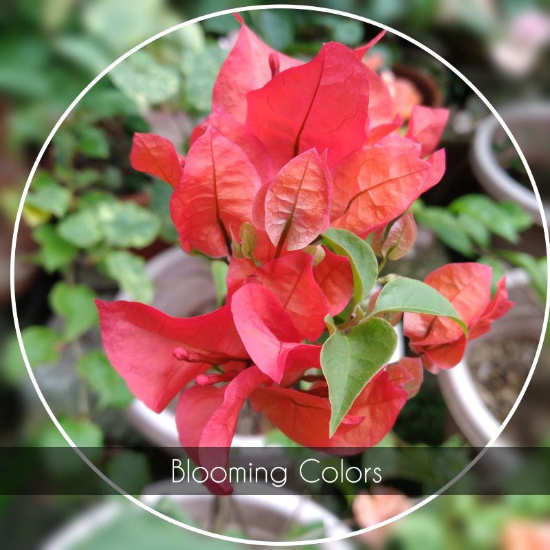 Green Leaf Bougainvillea Stem Cuttings (1 stem, no roots) | Shopee ...