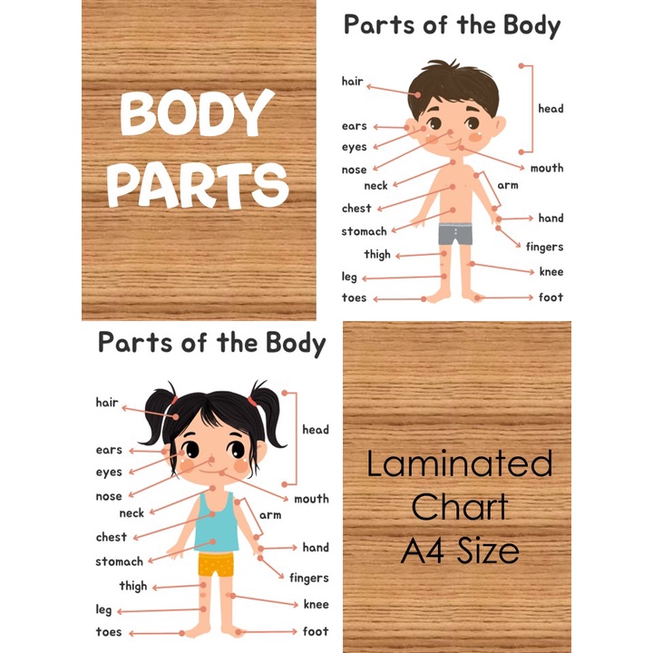 Science Body Parts Anatomy Heart Digestive Brain System Laminated Chart ...