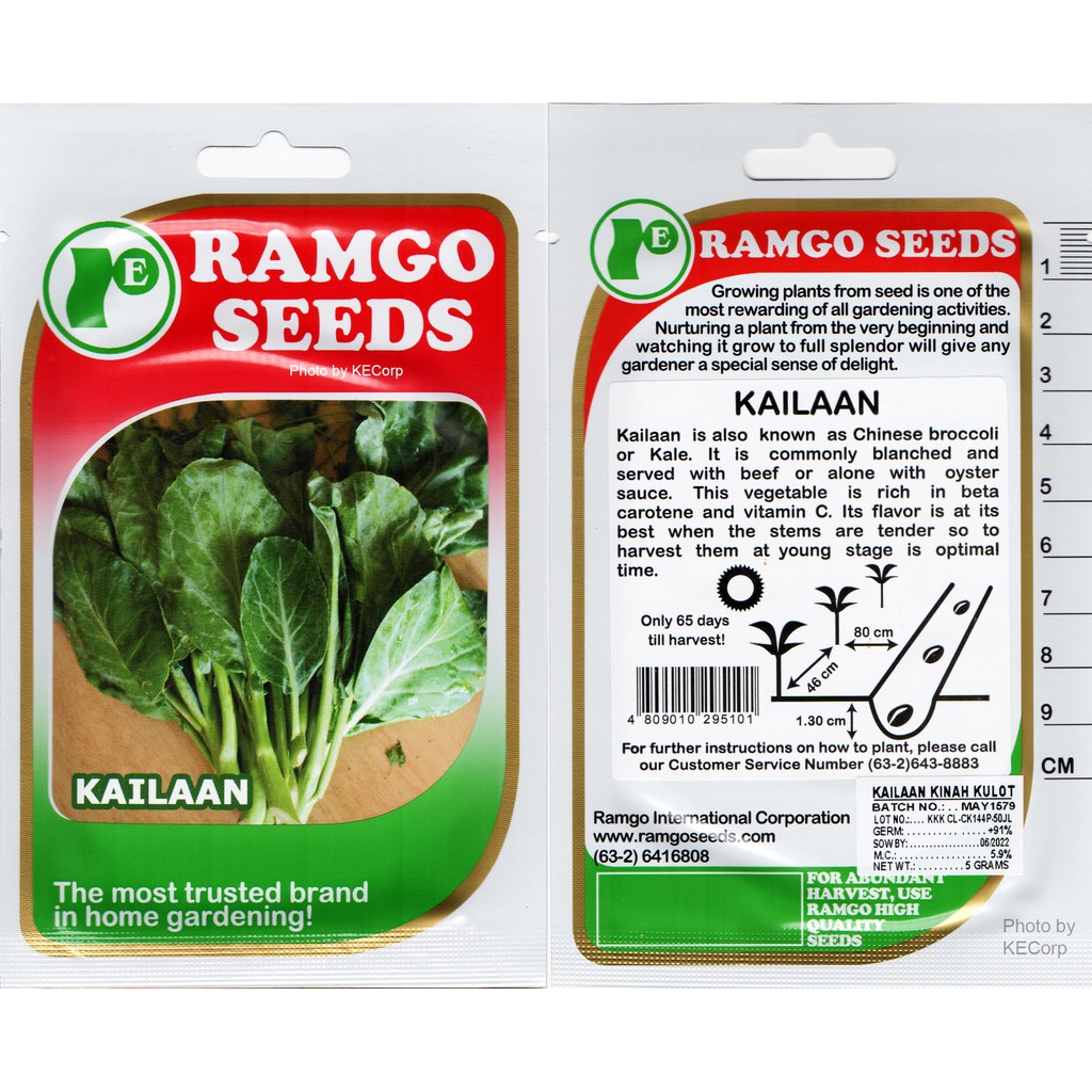 Ramgo Seeds Sold Per Pack Per Variety - Alugbati Cabbage Bunching Onion ...