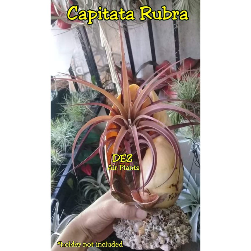 Air Plants/Tillandsia - Capitata Rubra | Shopee Philippines